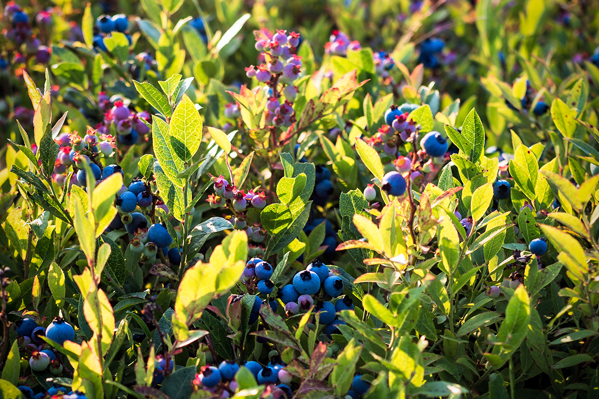 Crystal Spring Farm, a Real Organic Dairy Farm – Videos – Mother Earth News